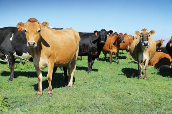 Environment » Aqus Ltd