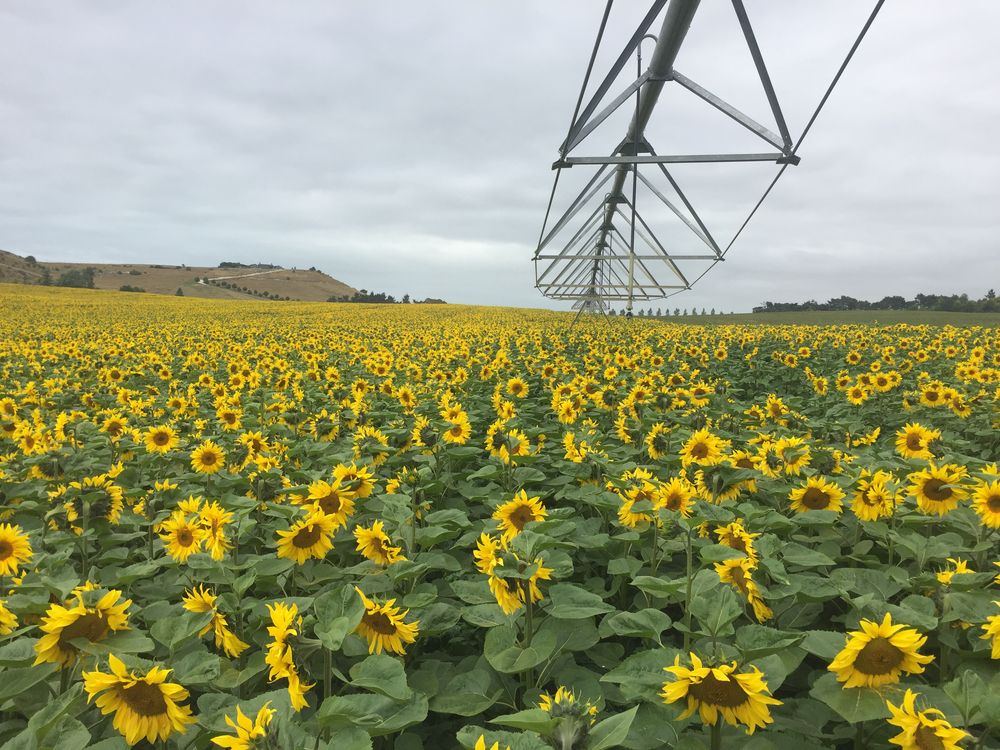 Our Role » Aqus Ltd